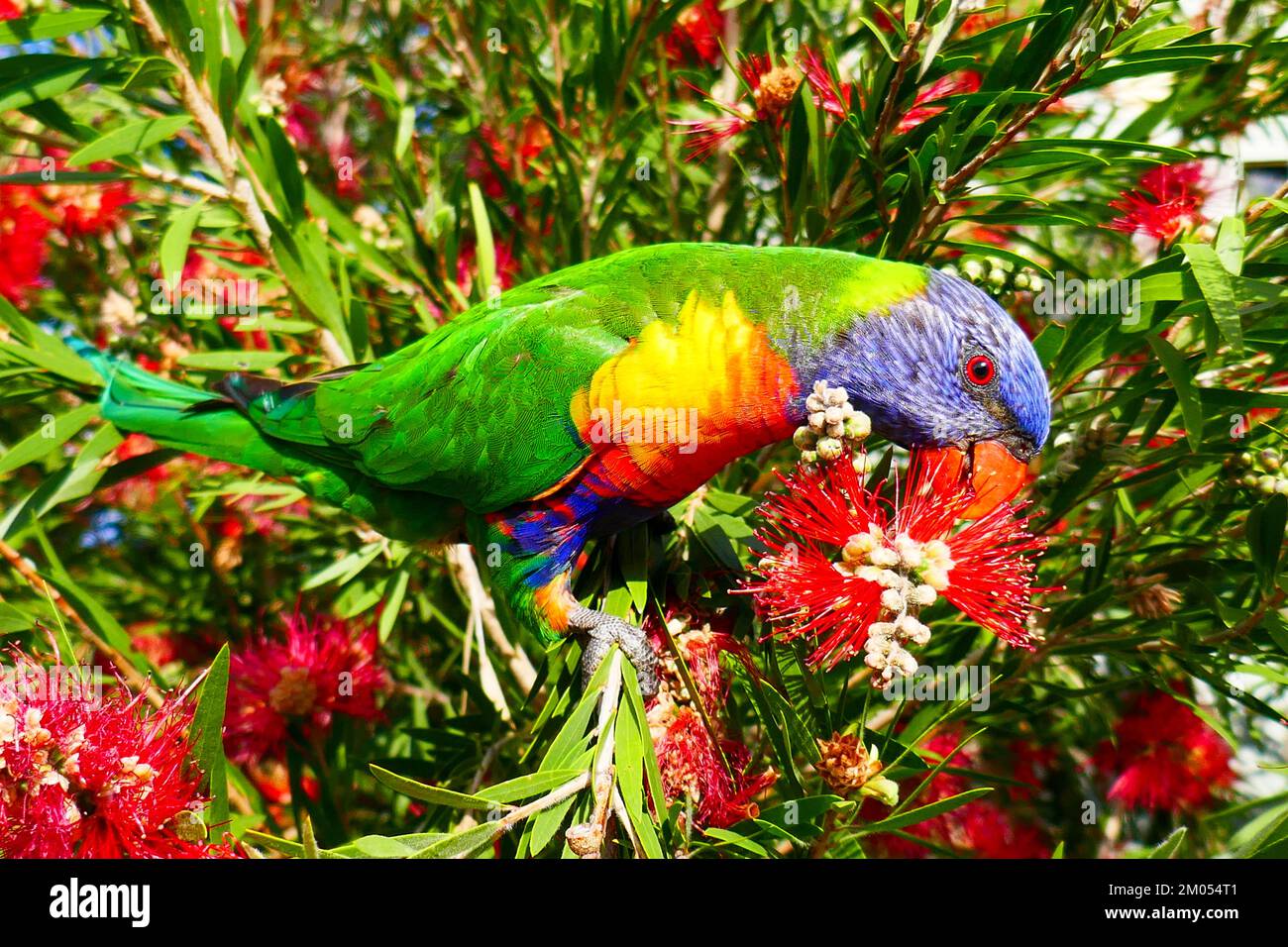 Parrot in the tree hi-res stock photography and images - Alamy