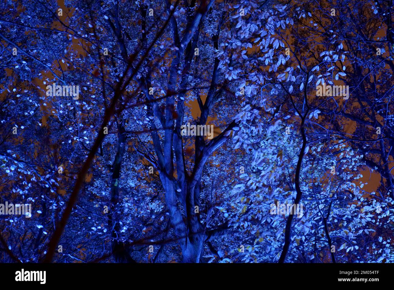 Foliage and leaves lit up at night with blue light Stock Photo - Alamy