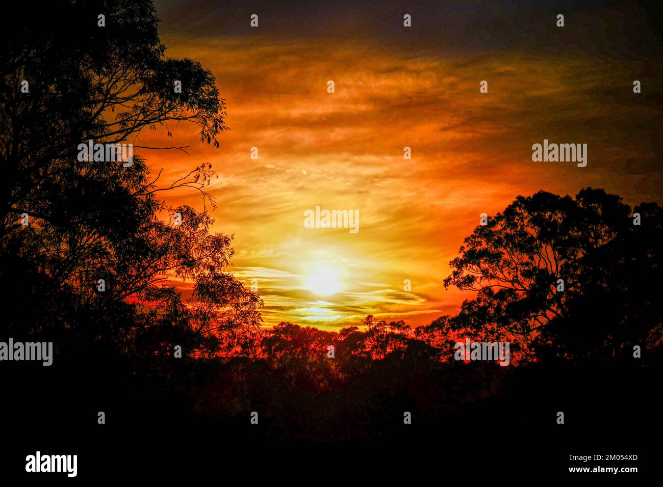 Tree silhouette in australian outback hi-res stock photography and ...