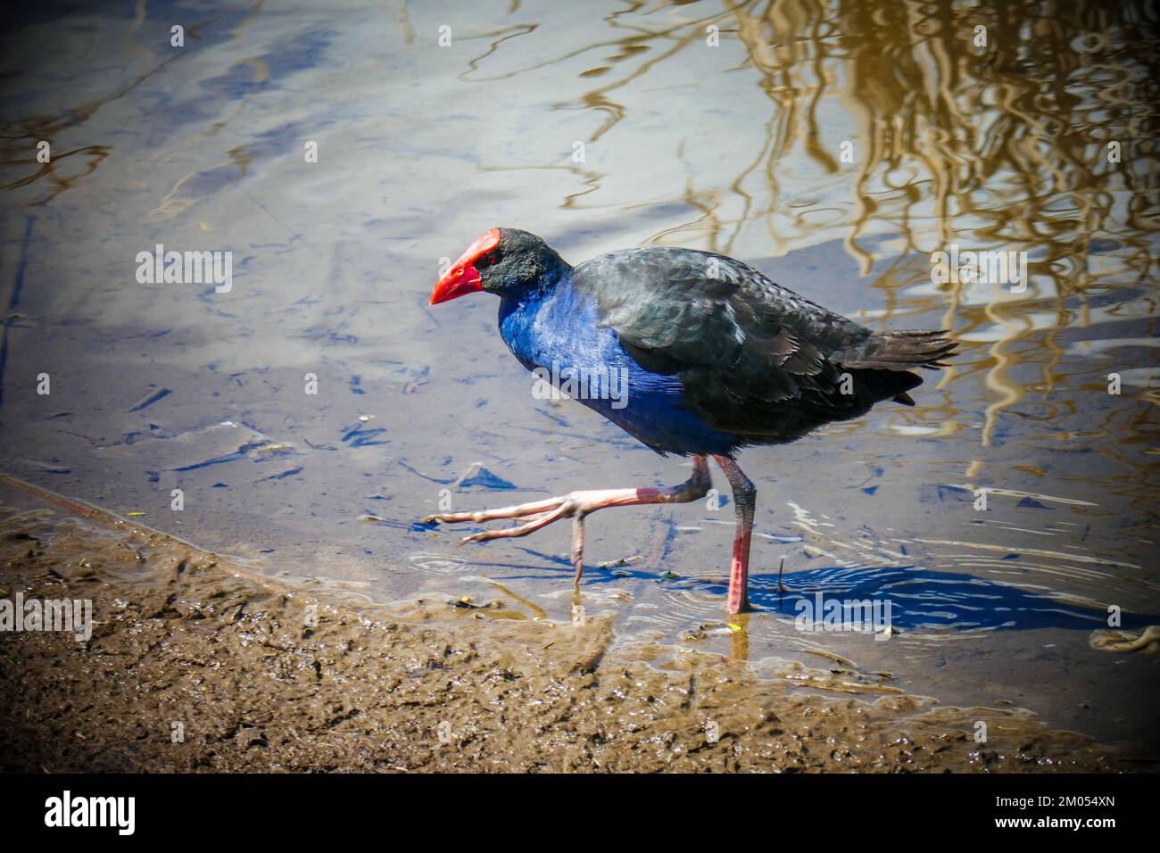 Australian Swamphens in the wild, in and around a lake, Australia Stock ...