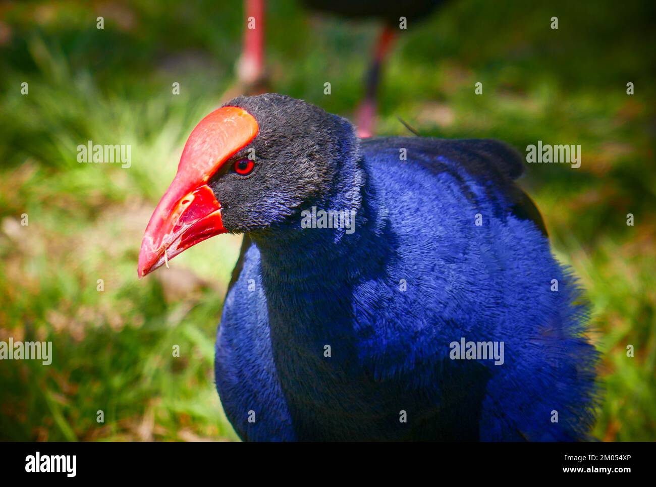 Australian Swamphens in the wild, in and around a lake, Australia Stock ...