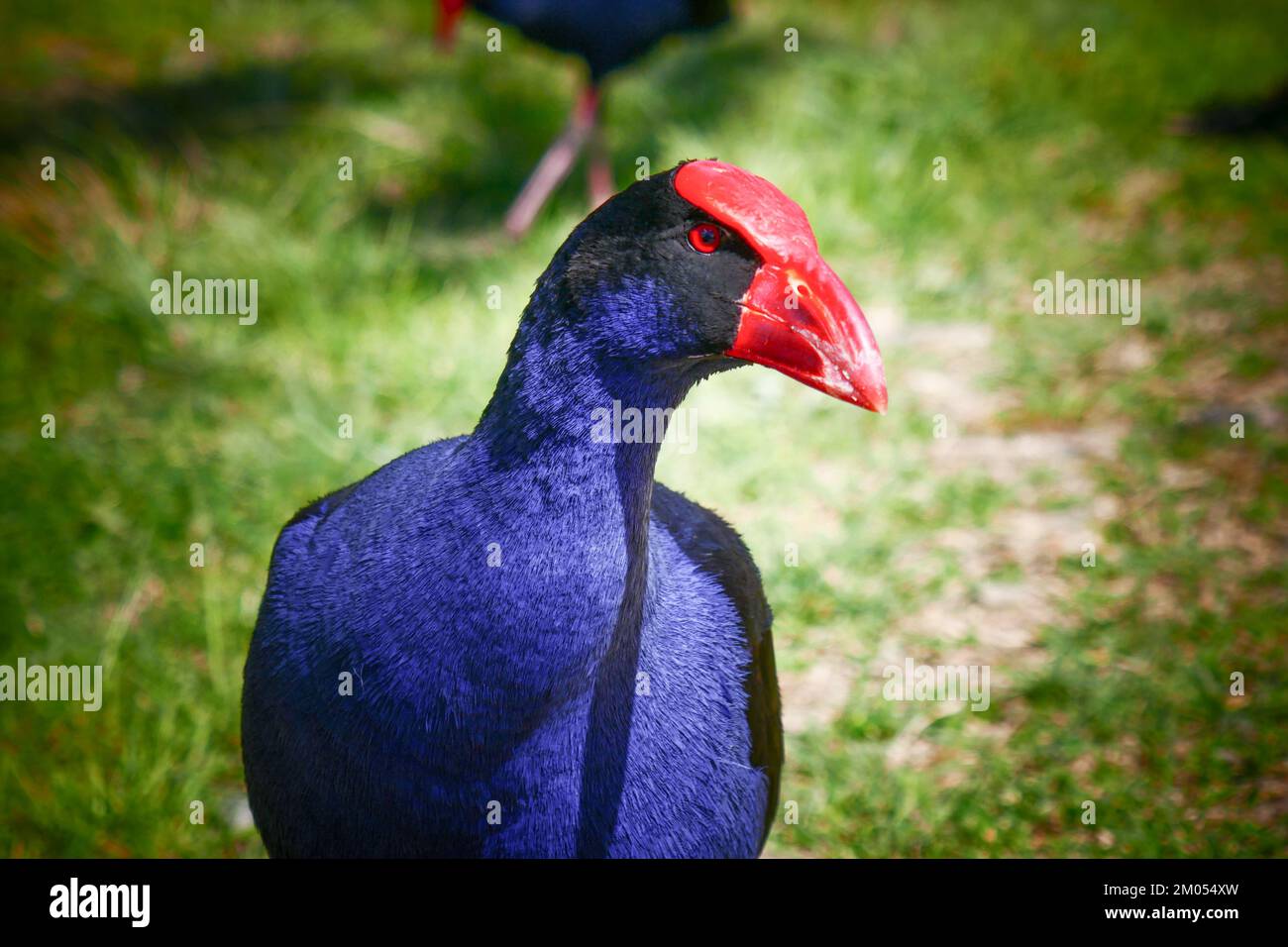 Australian Swamphens in the wild, in and around a lake, Australia Stock ...