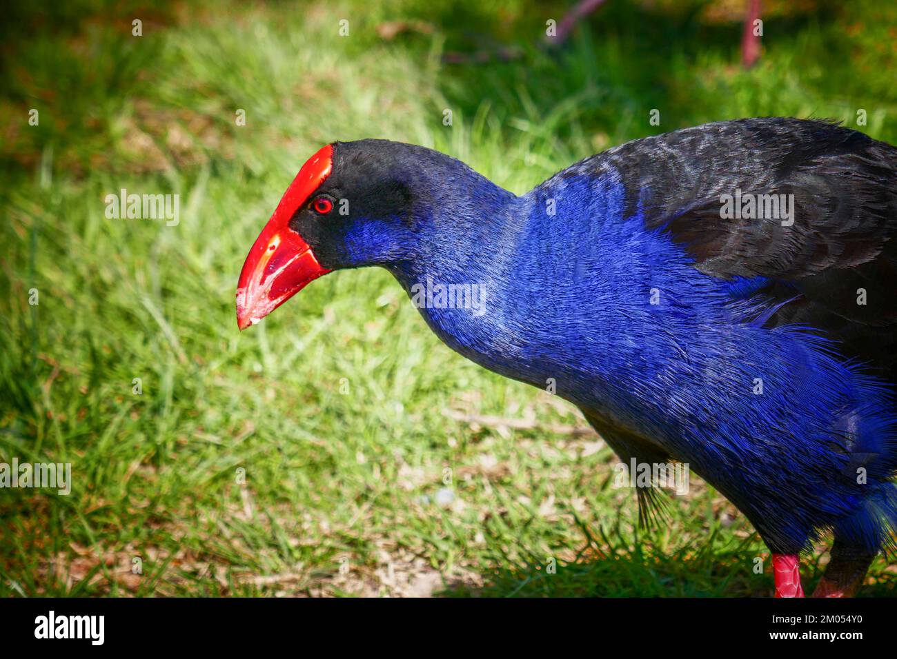 Australian Swamphens in the wild, in and around a lake, Australia Stock ...