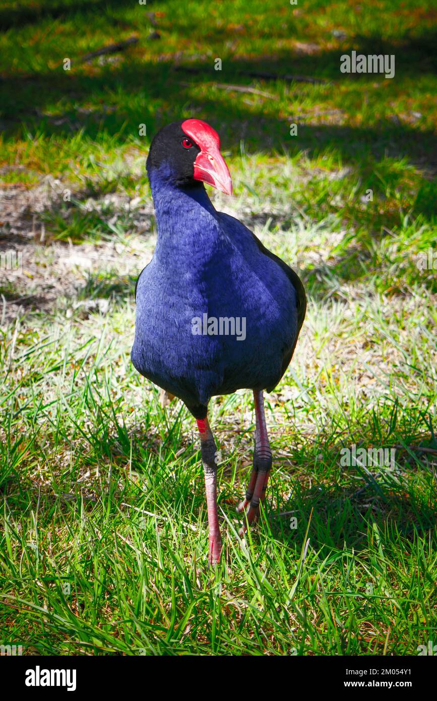 Australian Swamphens in the wild, in and around a lake, Australia Stock ...