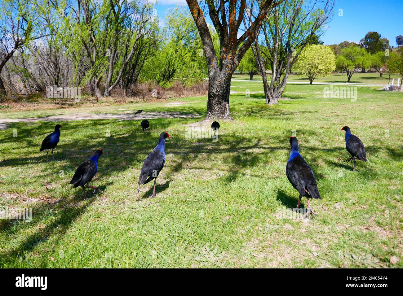 Australian Swamphens in the wild, in and around a lake, Australia Stock ...