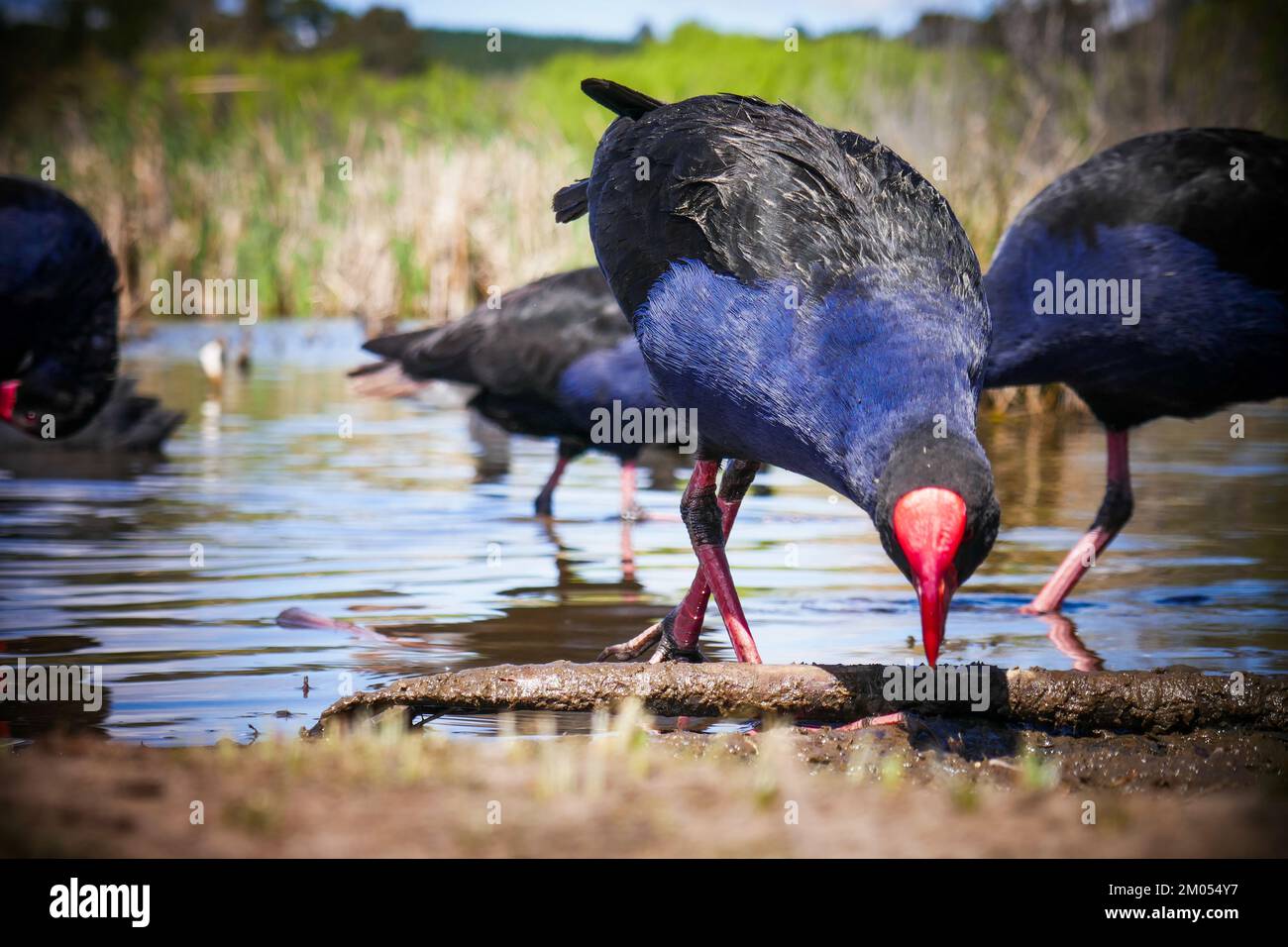 Australian Swamphens in the wild, in and around a lake, Australia Stock ...