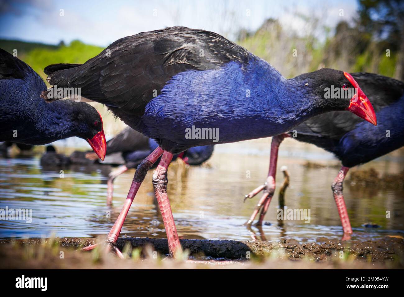 Australian Swamphens in the wild, in and around a lake, Australia Stock ...
