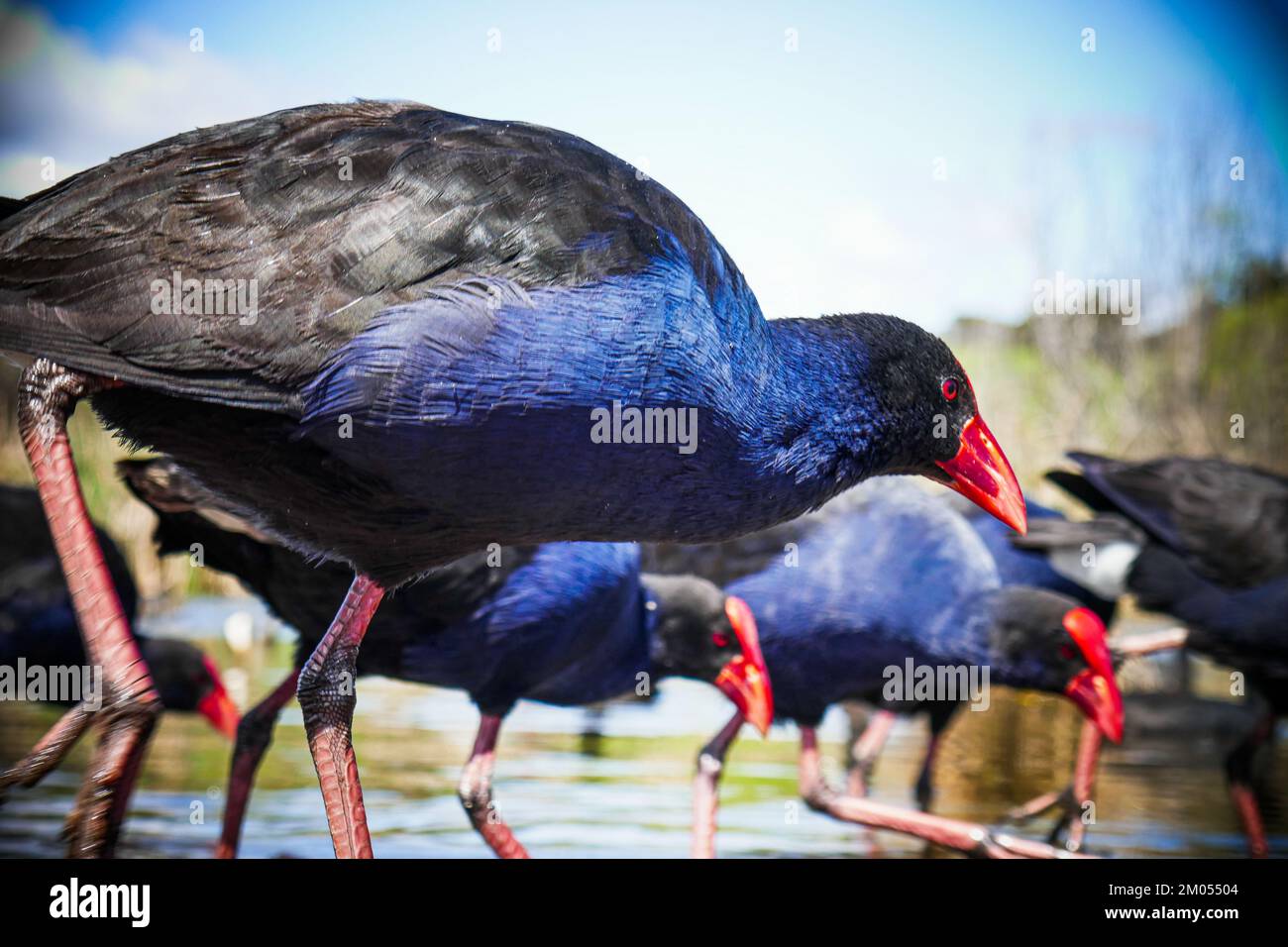 Australian Swamphens in the wild, in and around a lake, Australia Stock ...