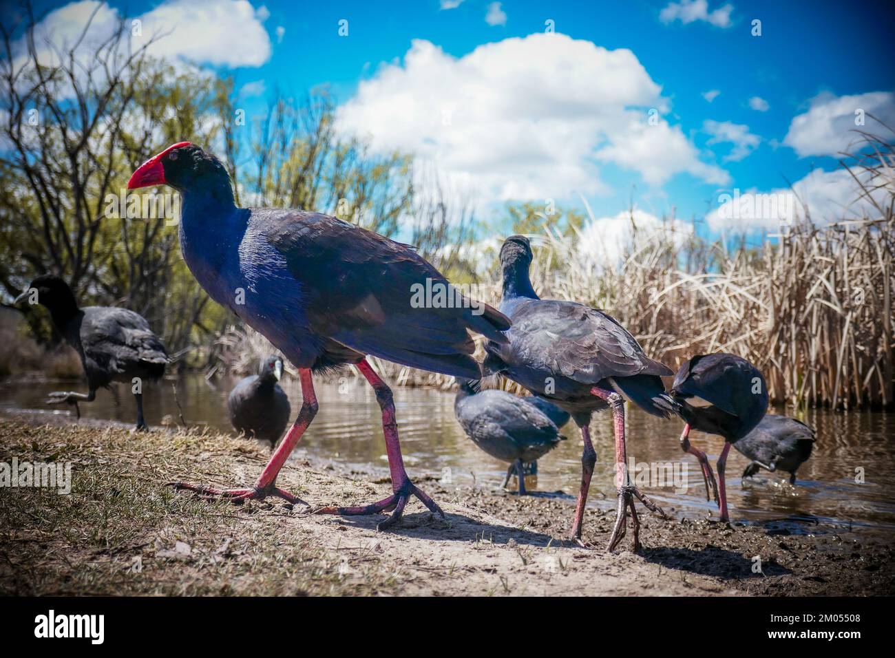 Australian Swamphens in the wild, in and around a lake, Australia Stock ...