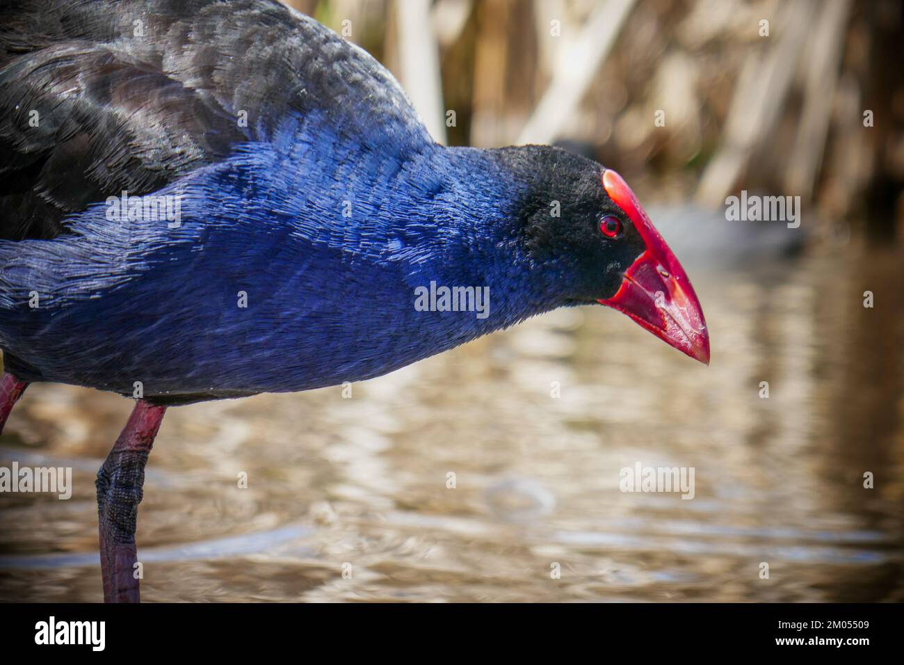 Australian Swamphens in the wild, in and around a lake, Australia Stock ...