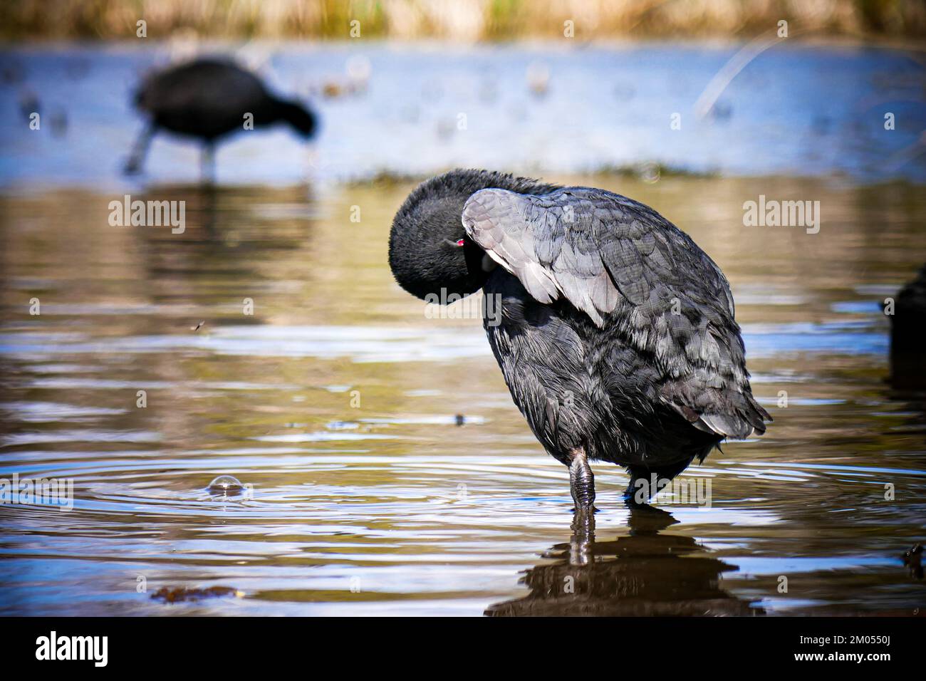 Coots in lake animal wildlife hi-res stock photography and images - Alamy