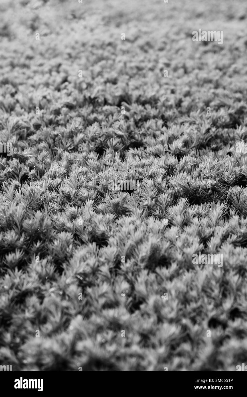 Typical common conifer bush growing in the meadow in a black and white ...