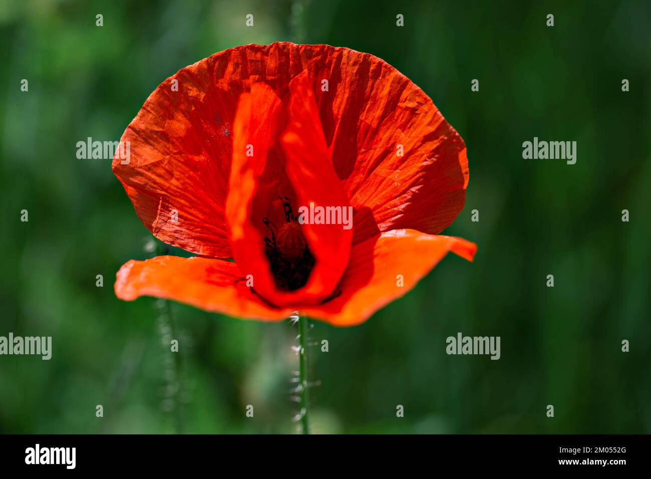 Red poppy wild flowers blooming in the springtime fields Stock Photo ...