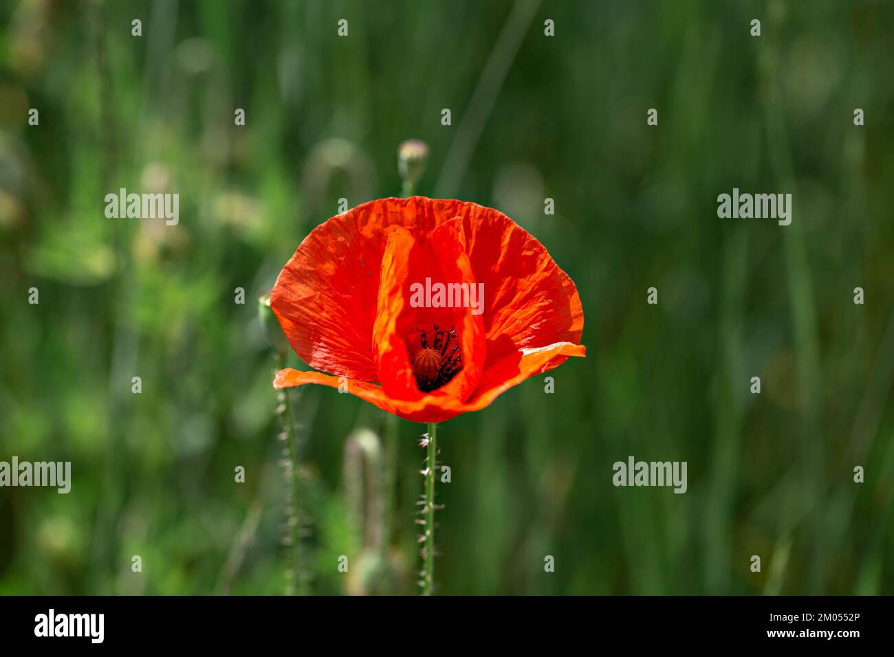 Red poppy wild flowers blooming in the springtime fields Stock Photo ...