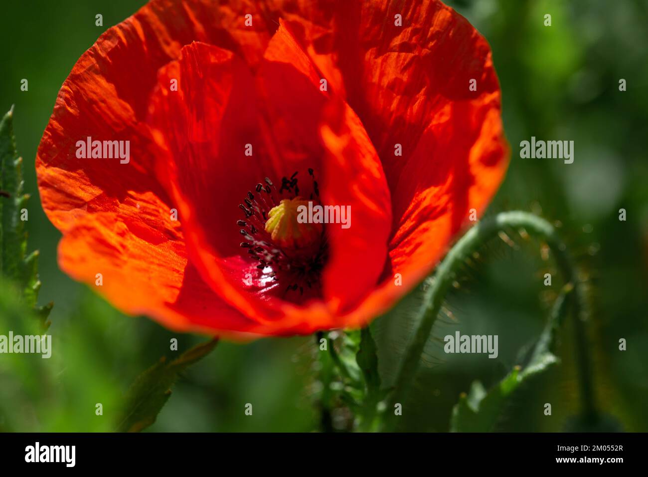 Red poppy wild flowers blooming in the springtime fields, copy space ...