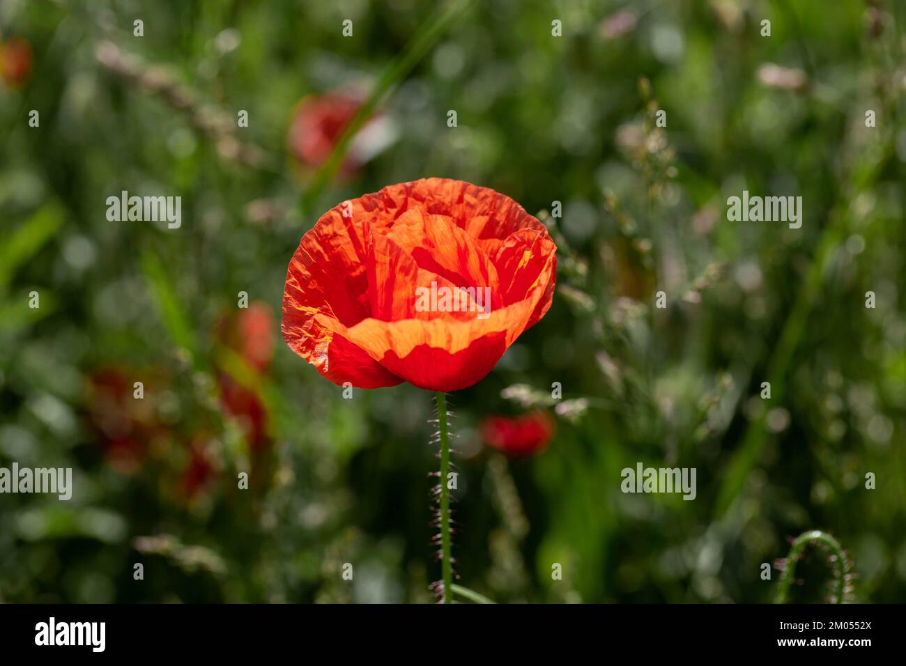 Red poppy wild flowers blooming in the springtime fields, blue sky ...