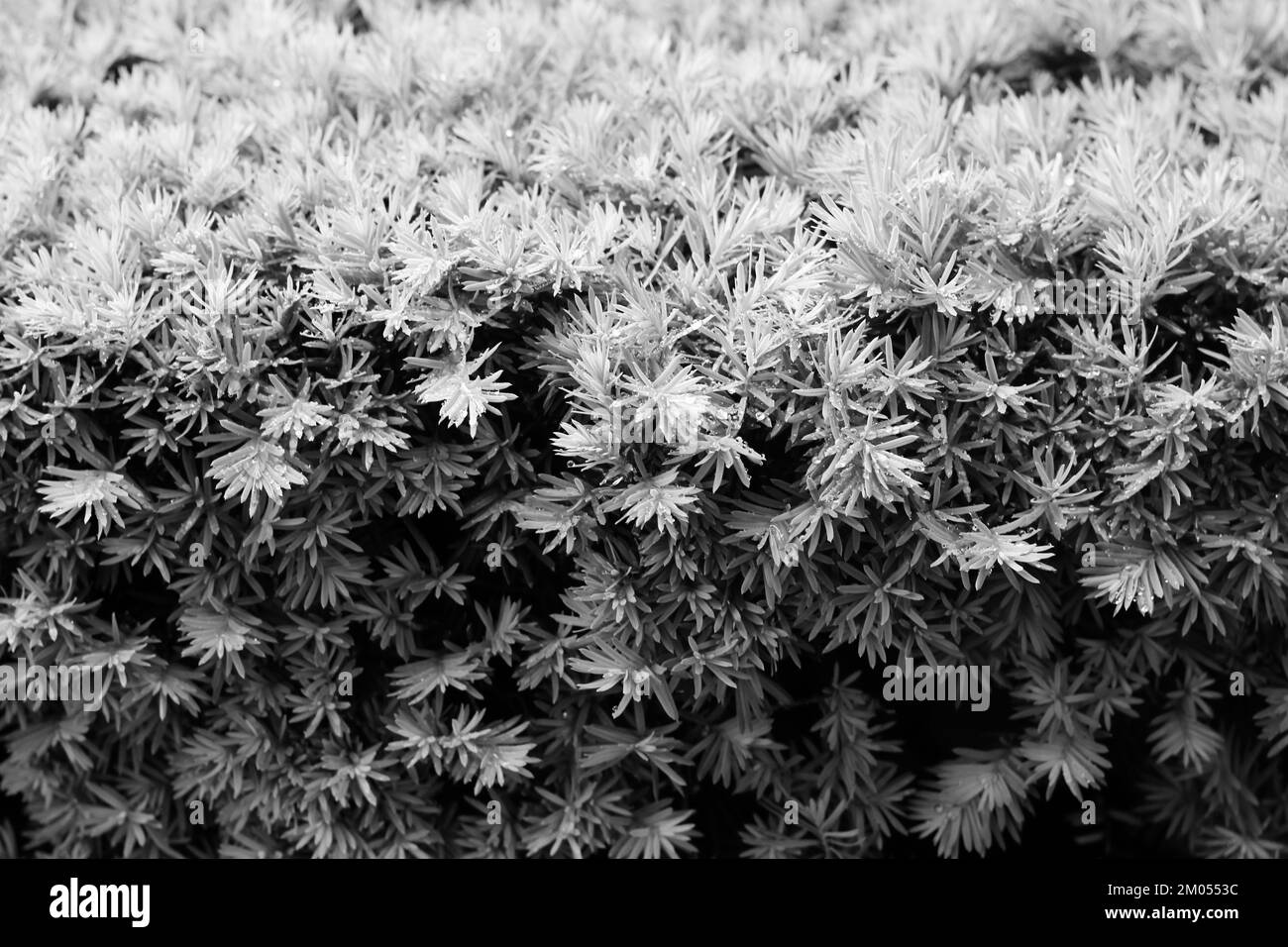 Typical common conifer bush growing in the meadow in a black and white ...