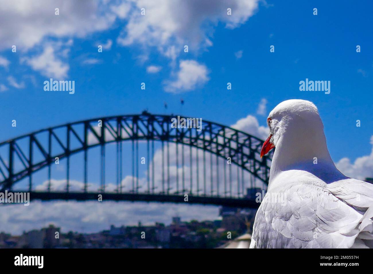 A seagull looking at Sydney Harbour Bridge, NSW, Australia Stock Photo ...