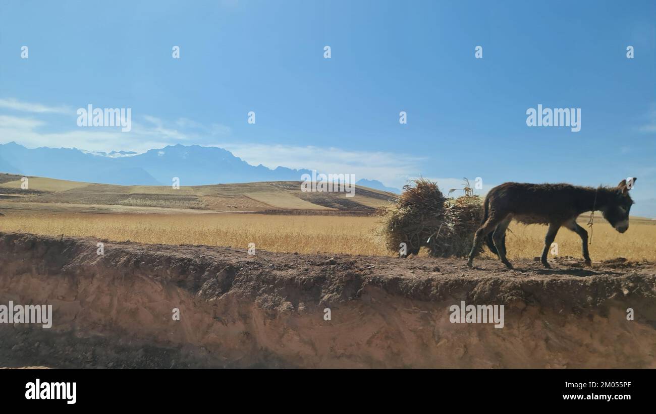 Horse on a field with mountain in the background during a harvest Stock ...