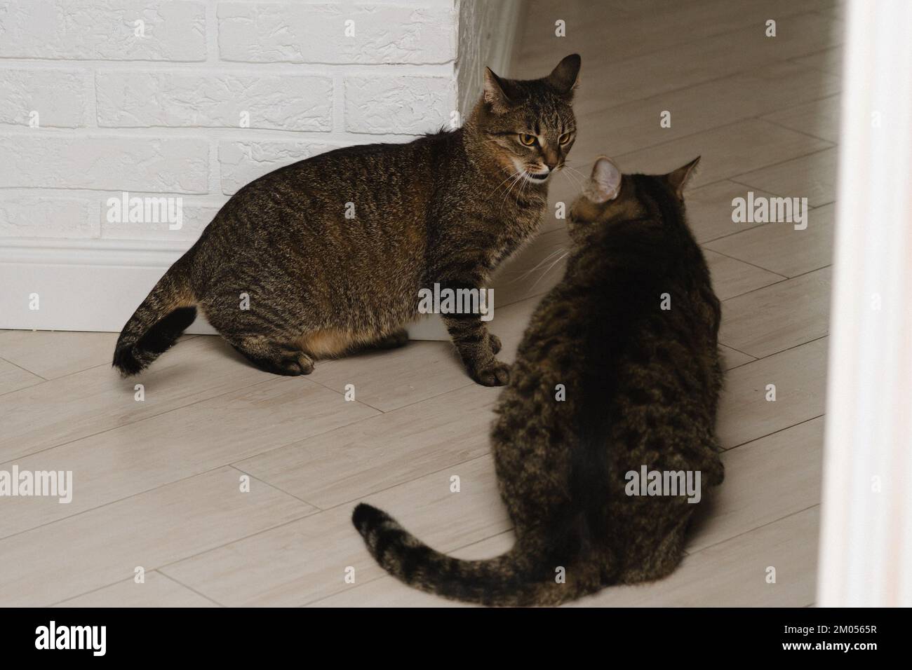 Portrait of two cats playing with each other in the apartment Stock Photo - Alamy