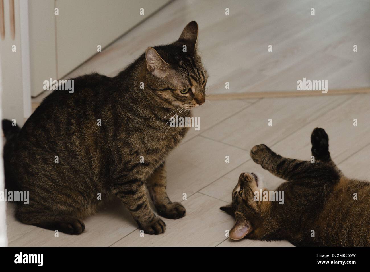 Portrait of two cats playing with each other in the apartment Stock ...