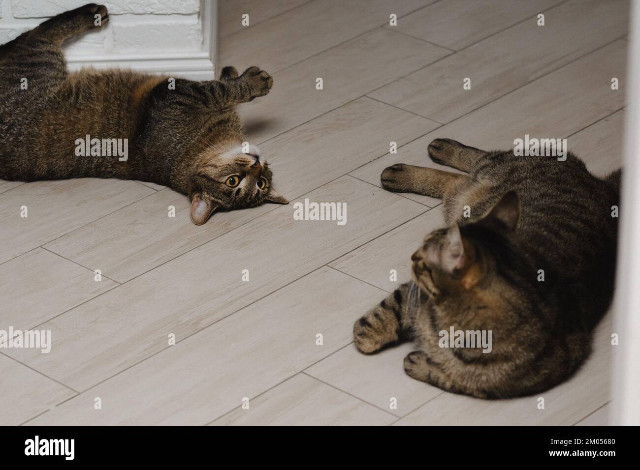 Portrait of two cats playing with each other in the apartment Stock ...