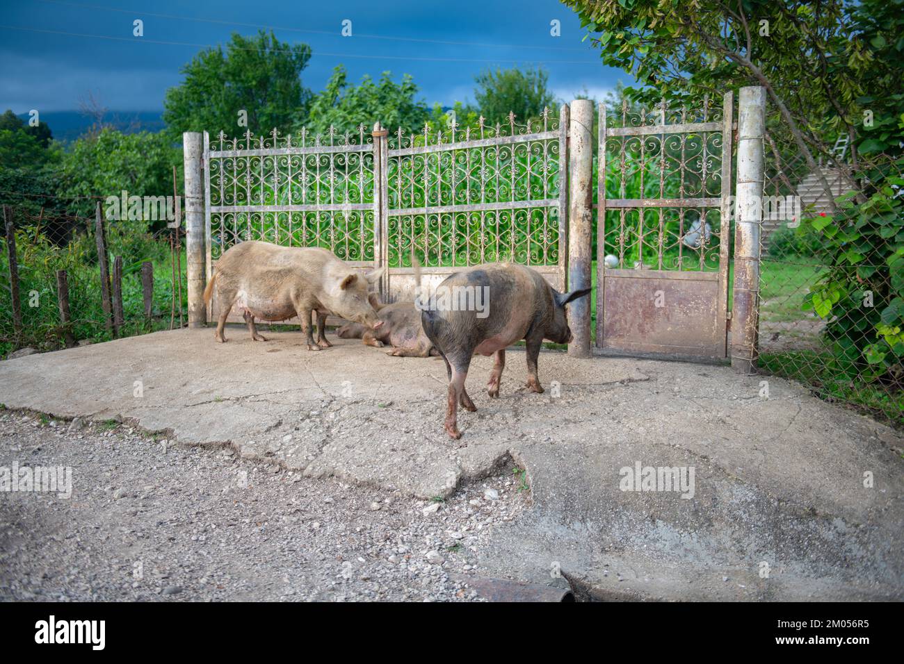 some pigs are waiting at the gate Stock Photo - Alamy