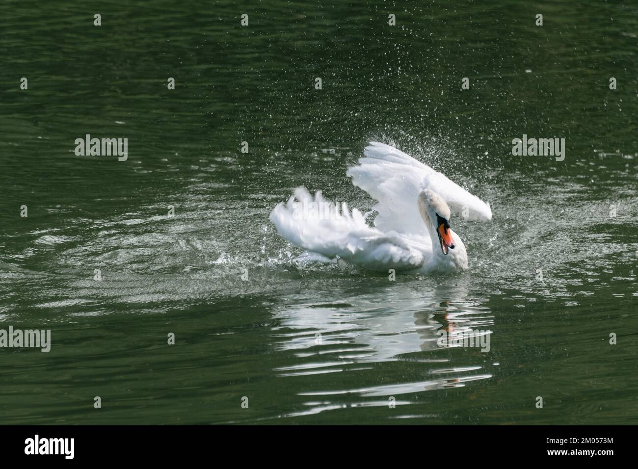 Angry mute swan hi-res stock photography and images - Alamy