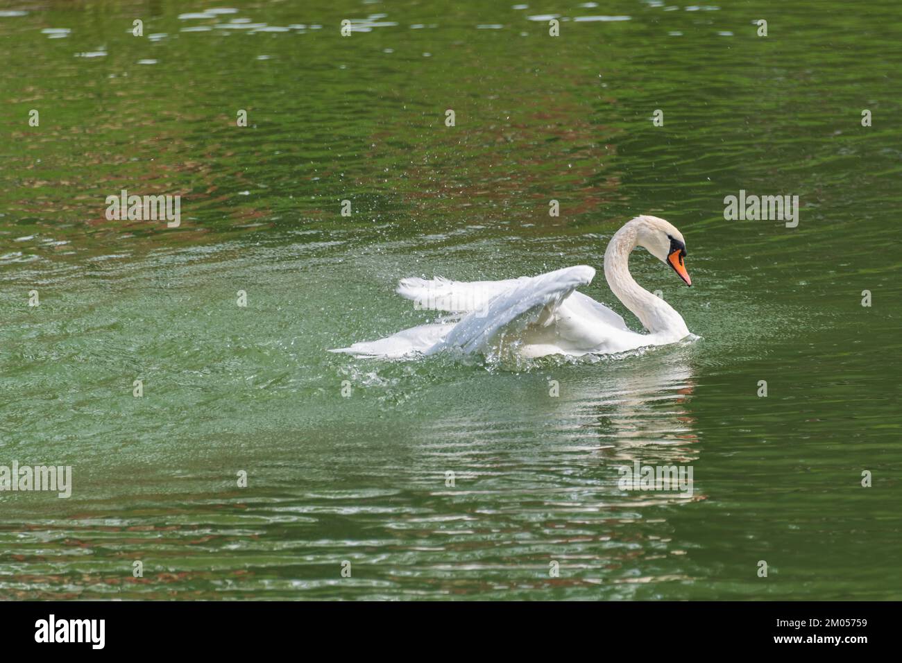 Swin swimming hi-res stock photography and images - Alamy