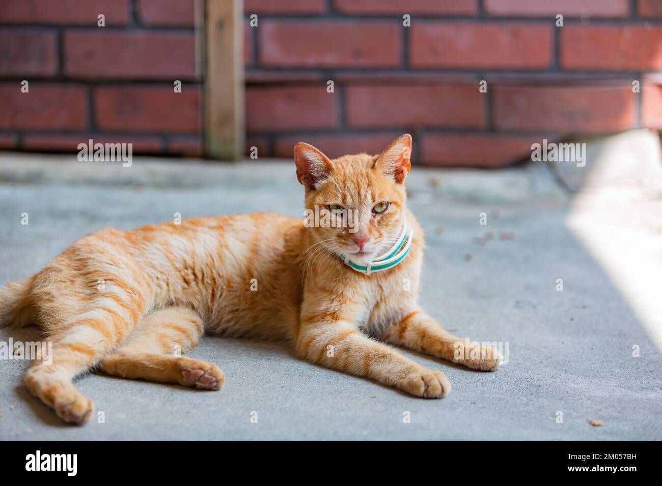 Taipei wildlife hi-res stock photography and images - Alamy