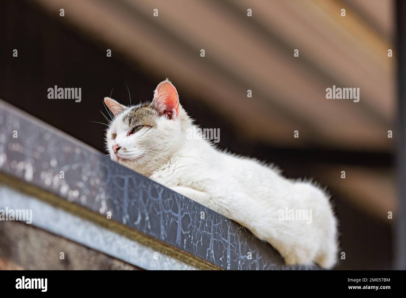 Taipei wildlife hi-res stock photography and images - Alamy