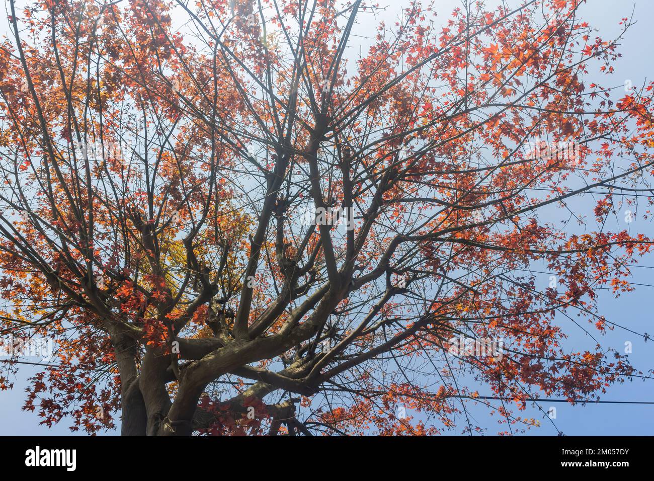 Taiwan red maple hi-res stock photography and images - Alamy