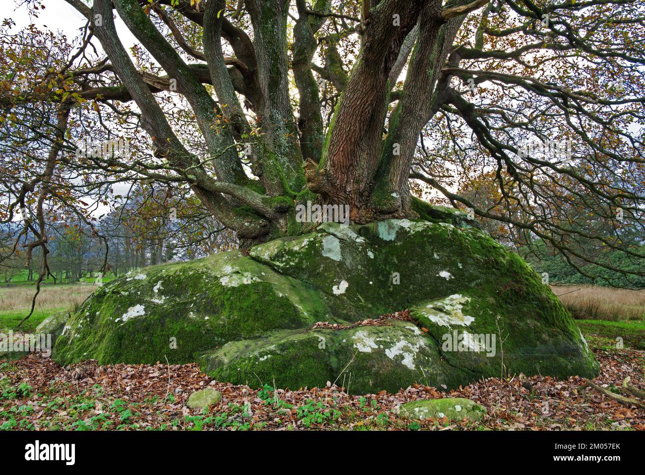 This ancient oak tree which seems to grow straight out of granite is ...