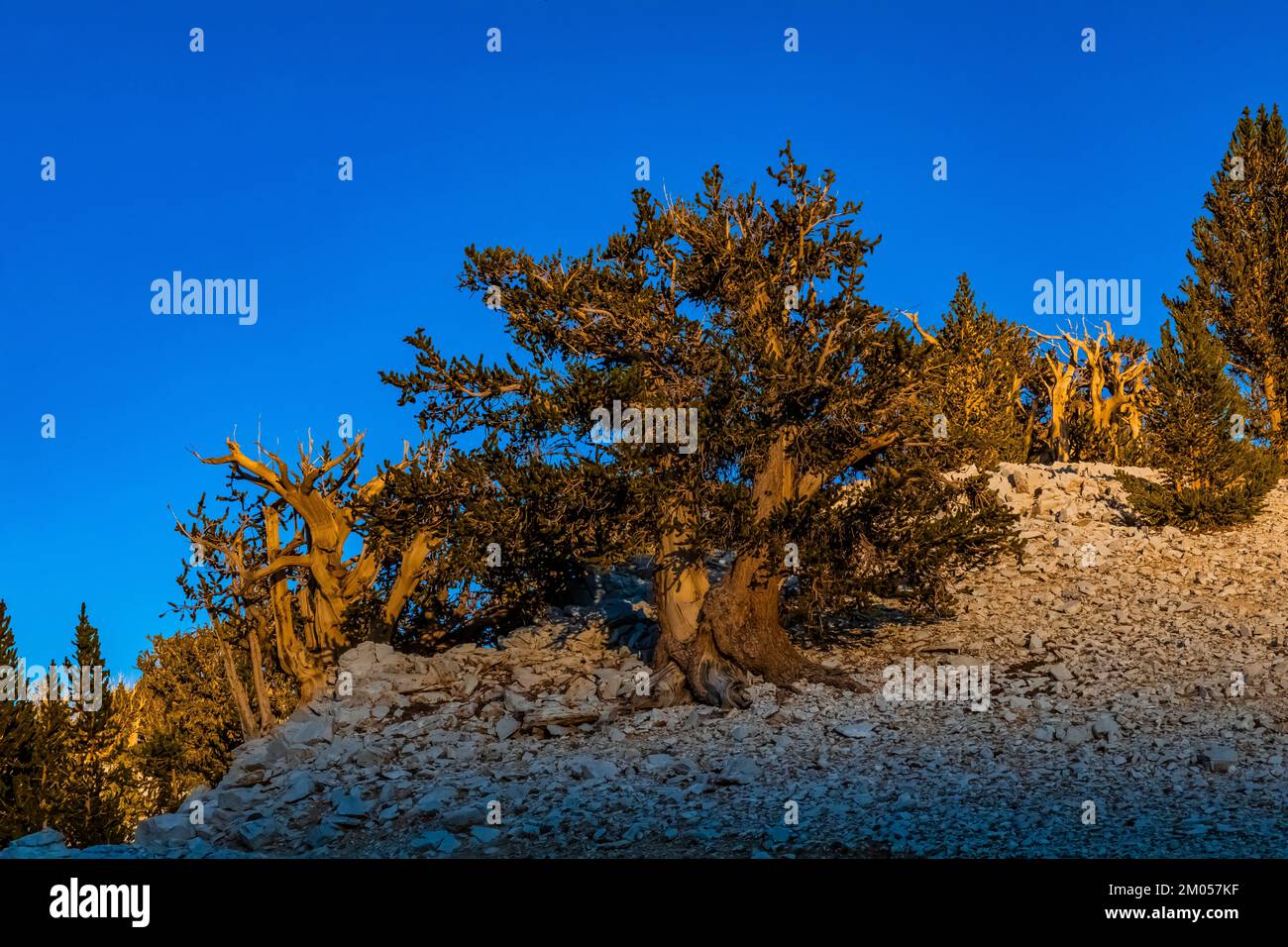 Sundown in the Patriarch Grove in Ancient Bristlecone Pine Forest, Inyo ...
