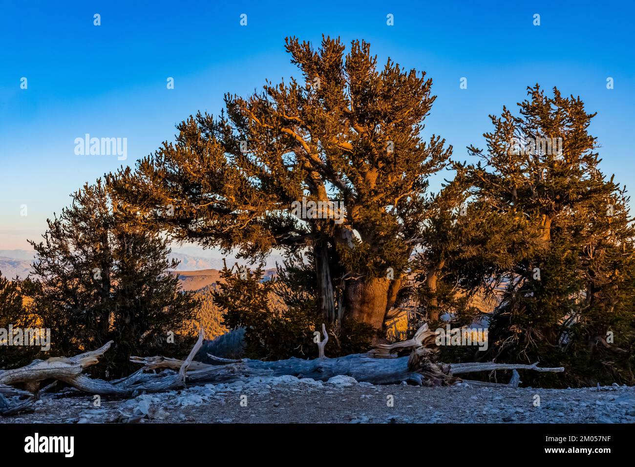 Sundown in the Patriarch Grove in Ancient Bristlecone Pine Forest, Inyo ...