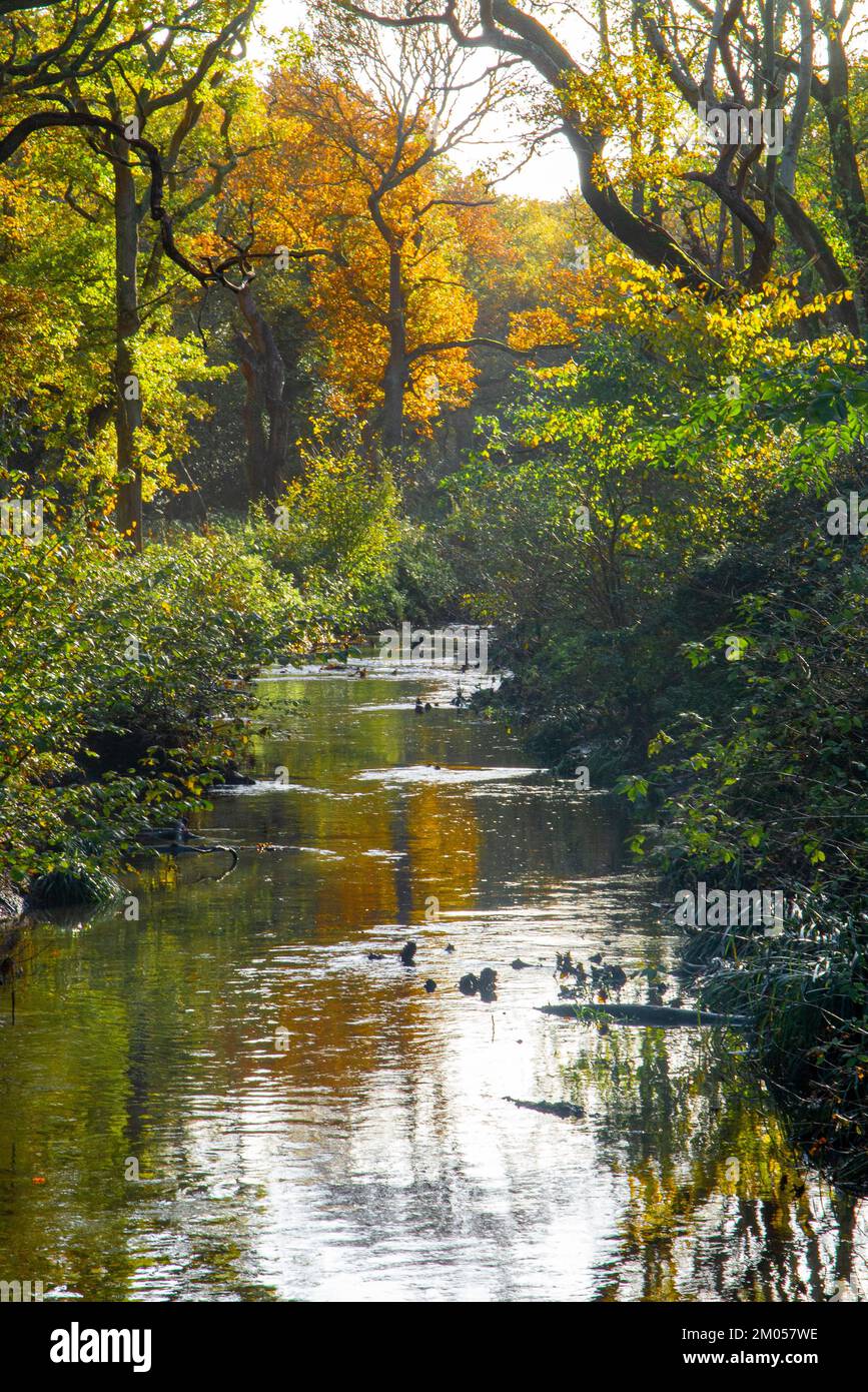 An autumnal scene in Wimbledom Common and the Beverley Brook flows ...