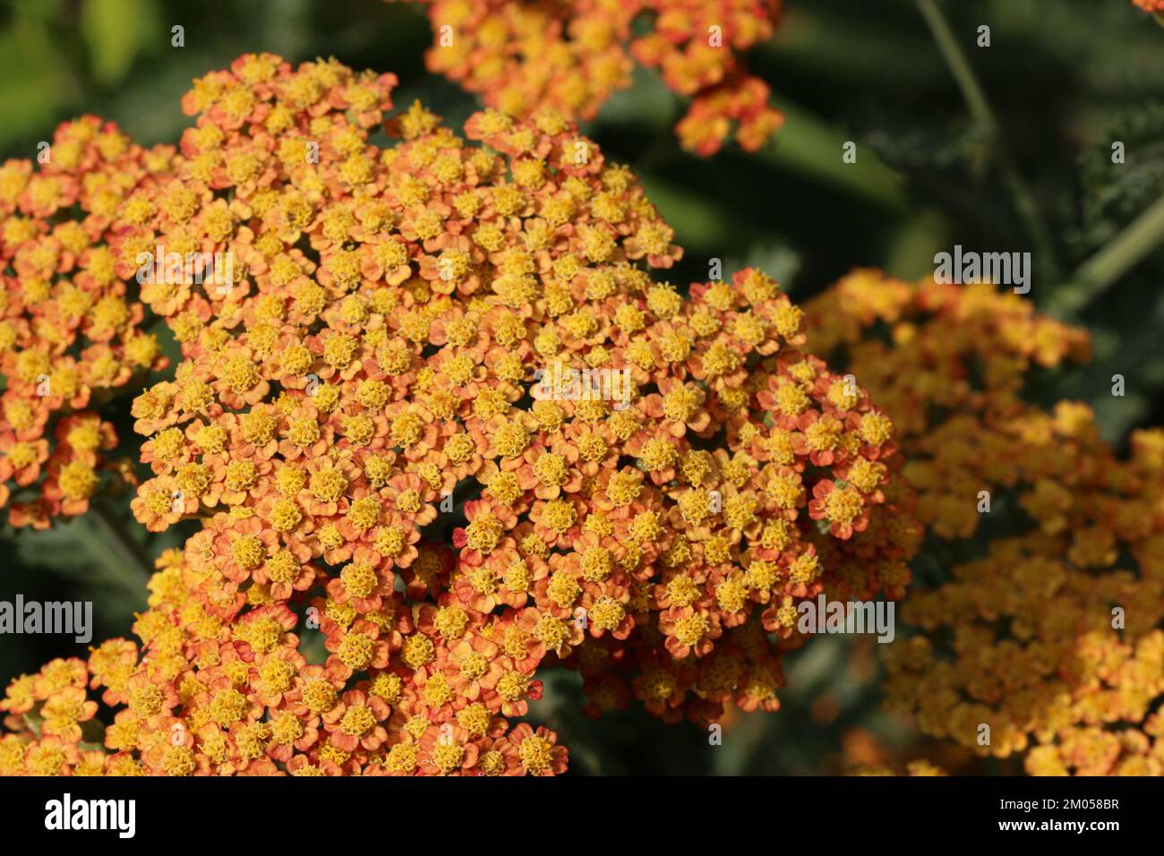Orange ornamental yarrow, Achillea of unknown species and variety ...