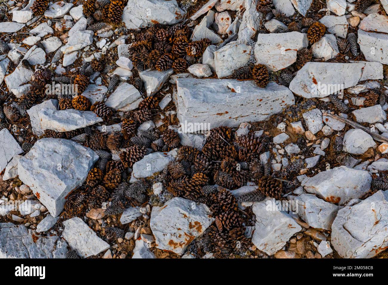 Cones of Bristlecone Pine, Pinus longaeva, on the alpine forest floor ...