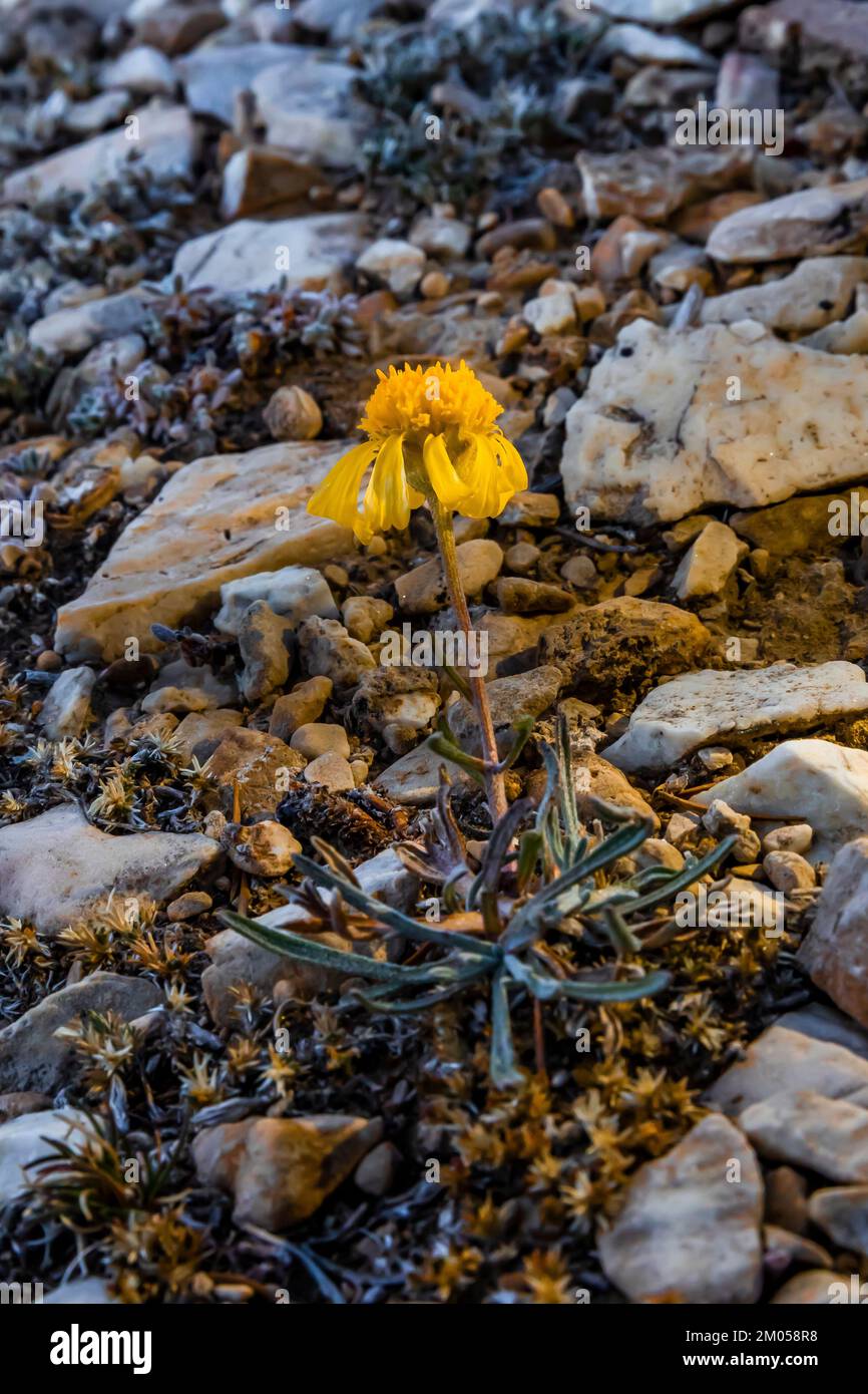 Packera werneriifolia hi-res stock photography and images - Alamy