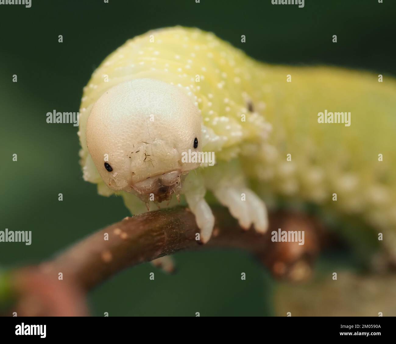 Frontal view of Cimbex femoratus Sawfly larva crawling on oak branch ...
