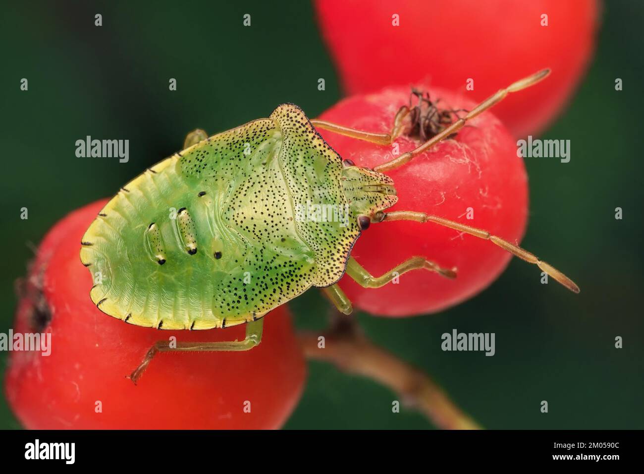Hawthorn Shieldbug final instar nymph (Acanthosoma haemorrhoidale) on ...
