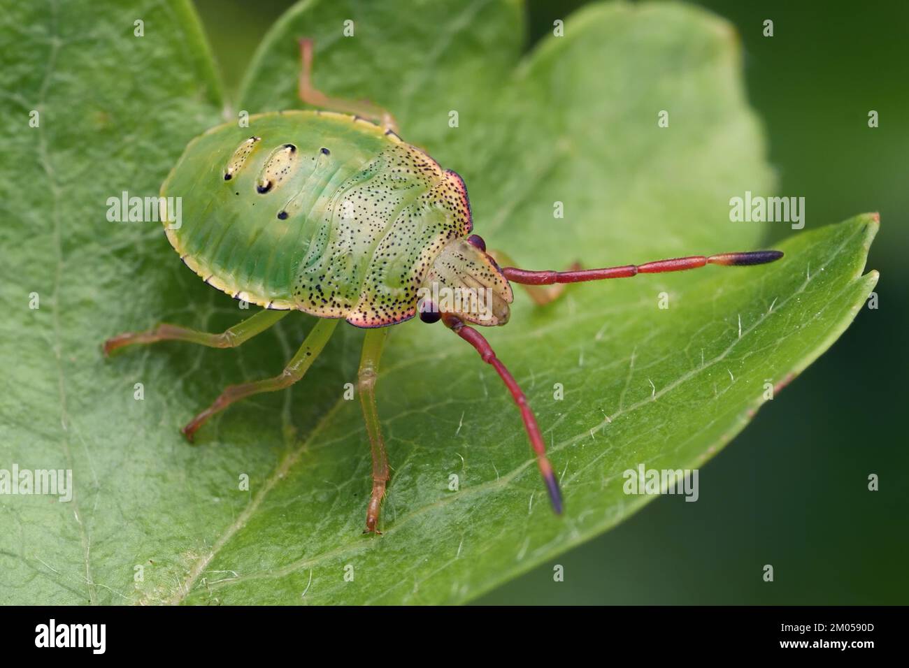 Hawthorn Shieldbug nymph (Acanthosoma haemorrhoidale) on hawthorn leaf ...