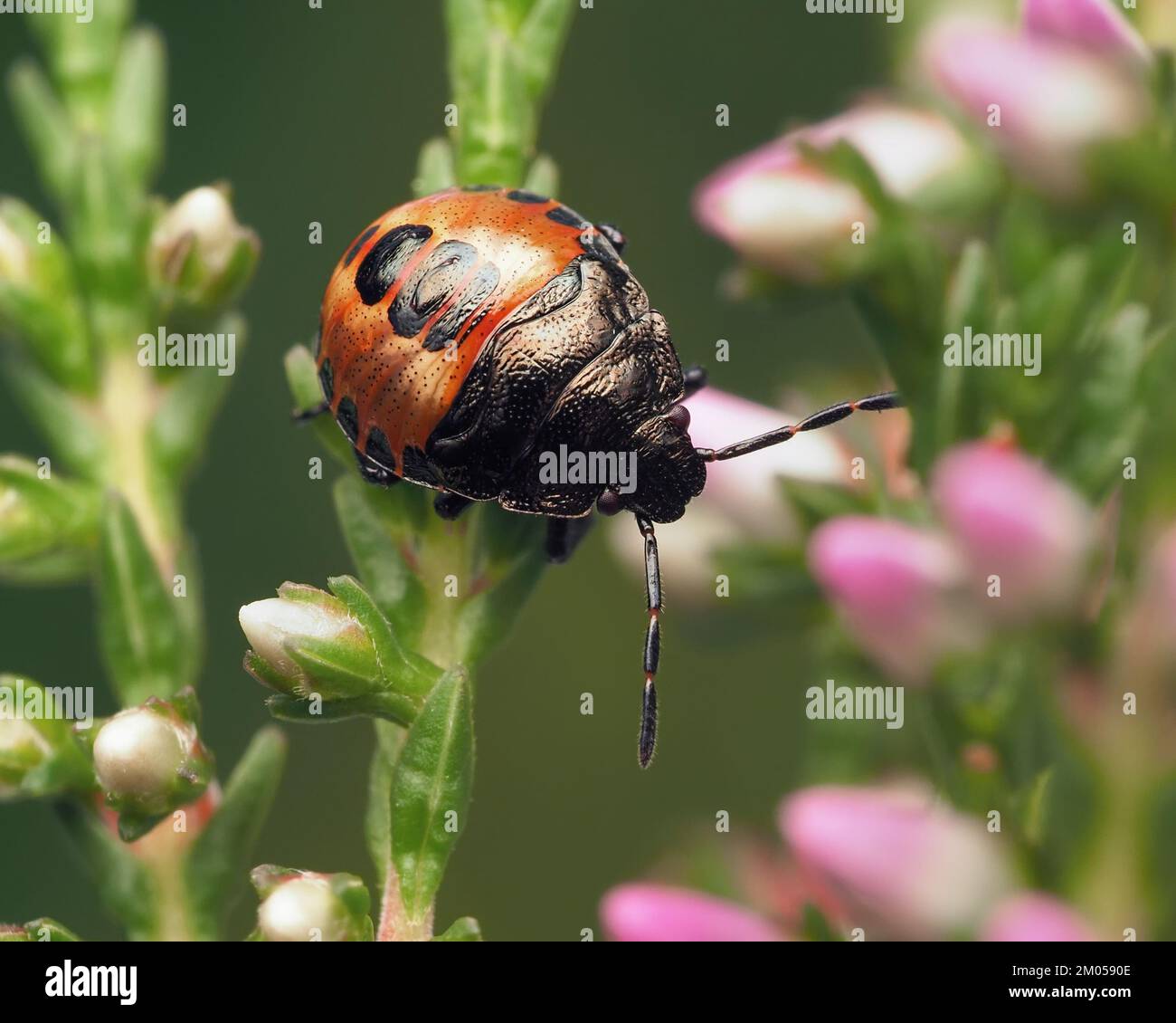 Heather Shieldbug nymph (Rhacognathus punctatus) resting on heather ...