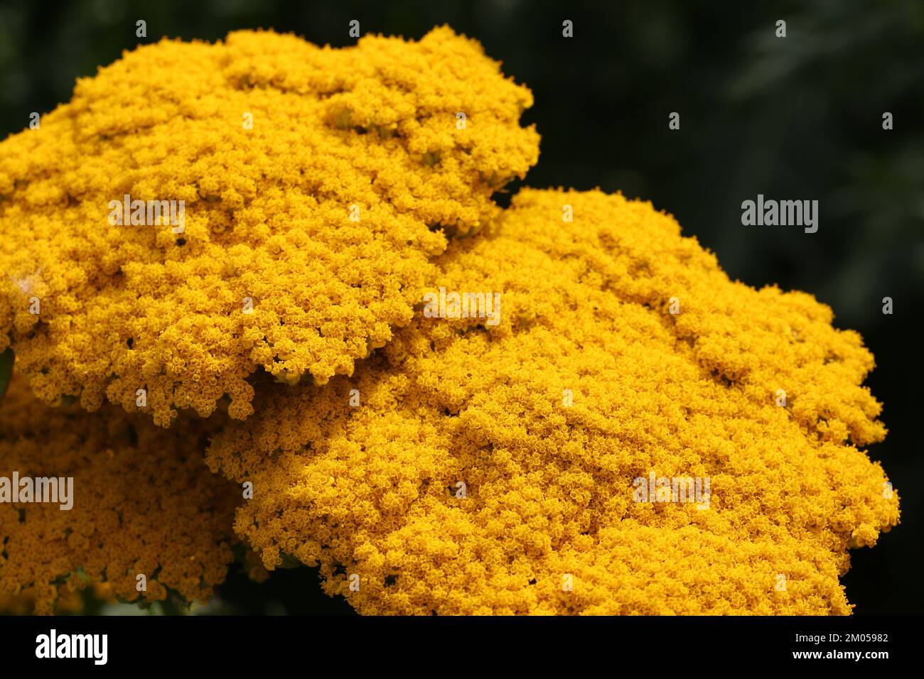 Yellow ornamental yarrow, Achillea of unknown species and variety ...