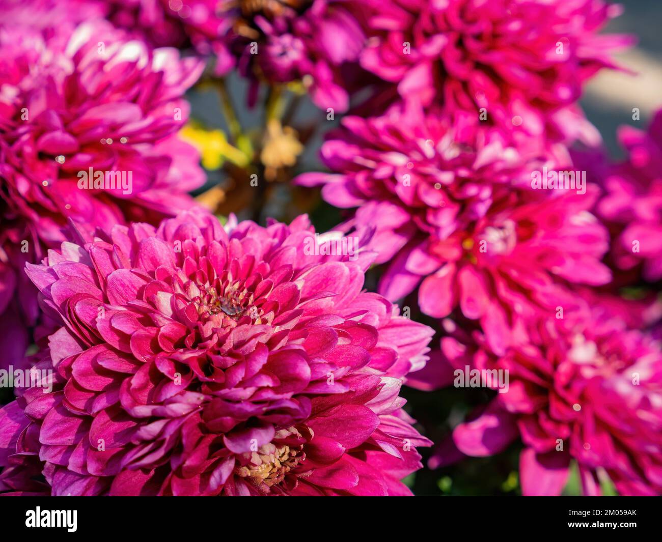 Lou lim ioc chinese garden hi-res stock photography and images - Alamy