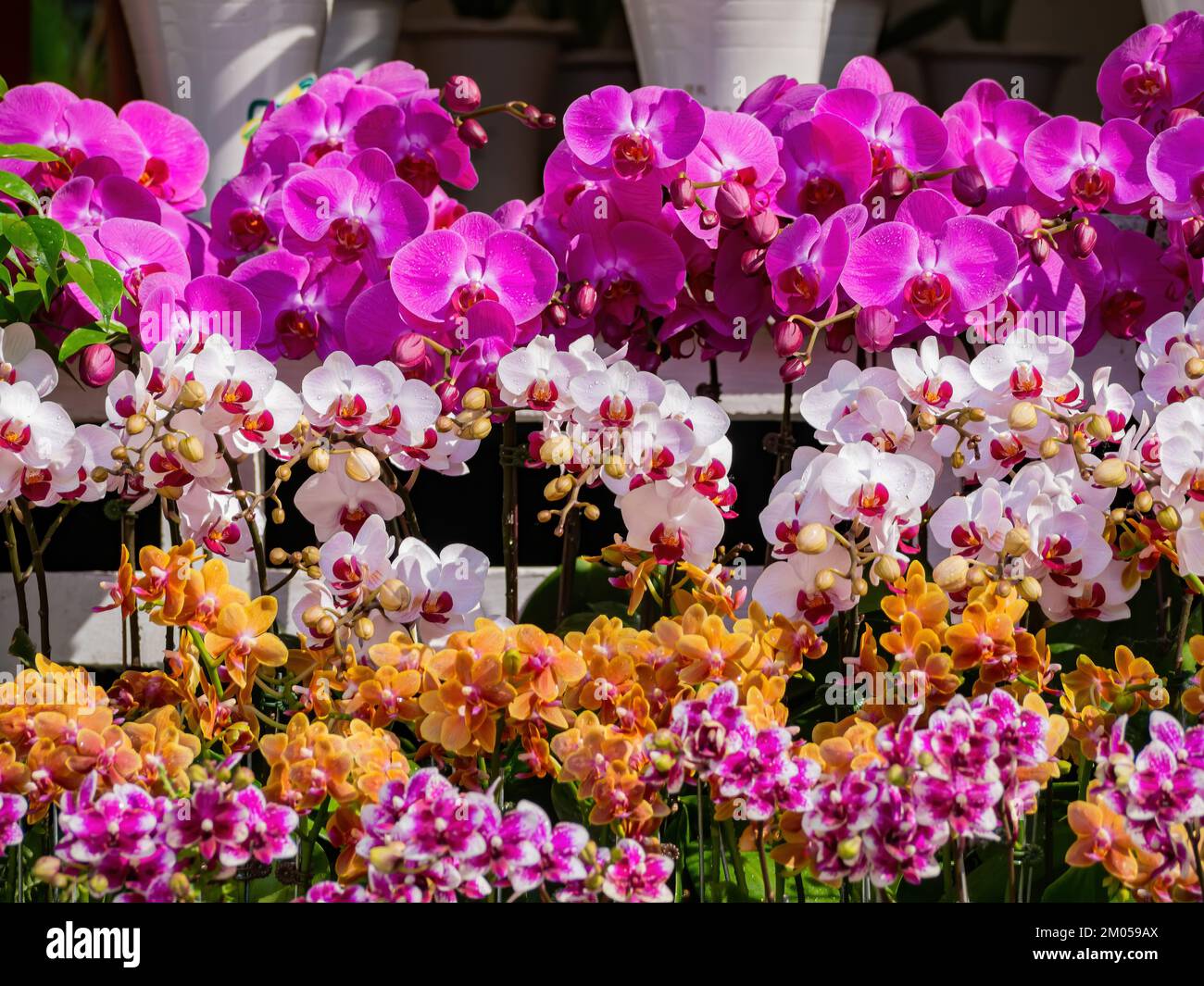 Lou lim ioc chinese garden hi-res stock photography and images - Alamy