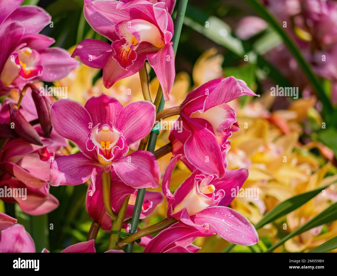 Lou lim ioc chinese garden hi-res stock photography and images - Alamy