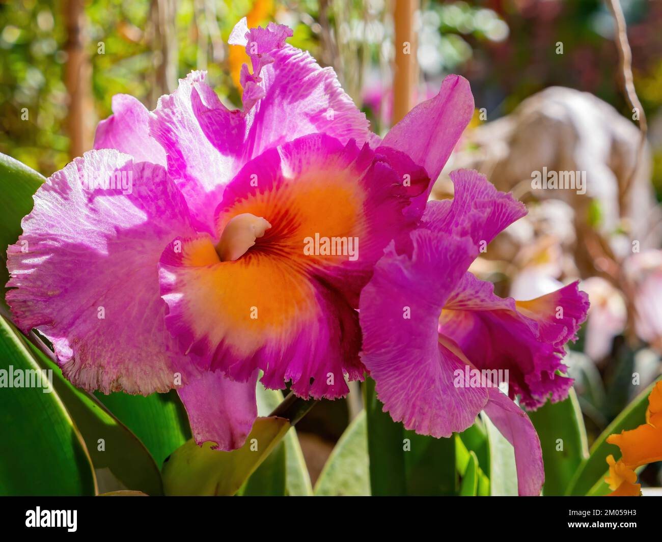 Lou lim ioc chinese garden hi-res stock photography and images - Alamy