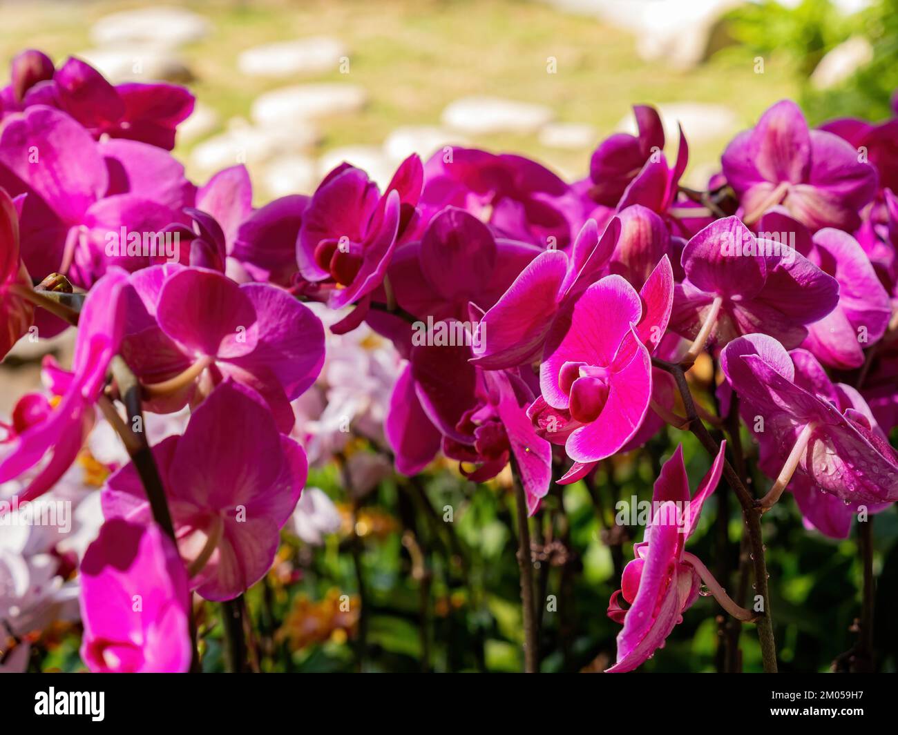 Lou lim ioc chinese garden hi-res stock photography and images - Alamy