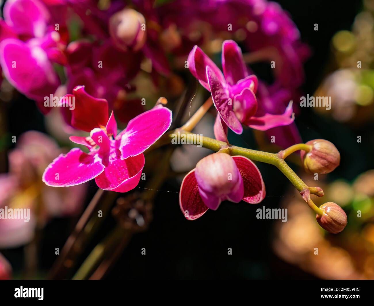 Lou lim ioc chinese garden hi-res stock photography and images - Alamy